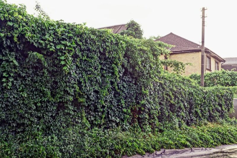 The Hazards of Overgrown Ivy and How to Remove it | All Seasons